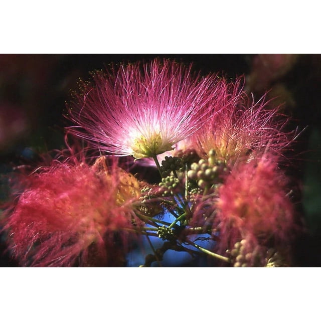 25 MIMOSA TREE E H WILSON Hummingbird Pink Flower Albizia Julibrissin ...