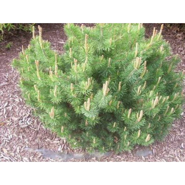 25 Seeds MUGO PINE Dwarf Evergreen Pinus Pumilio Shrub Seeds - Walmart.com