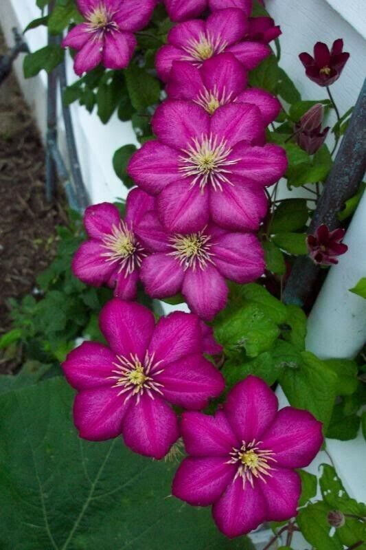 25 Magenta Clematis Seeds Bloom Flowers Perennial Seed Flower 85 US ...