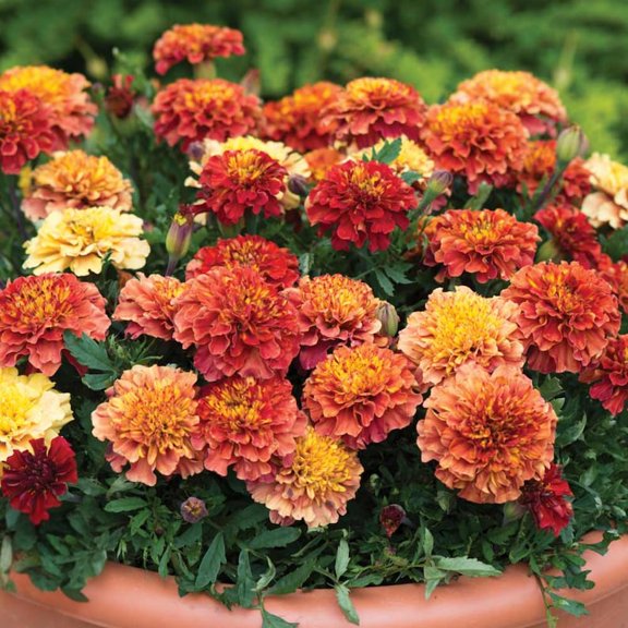 Marigold Variety