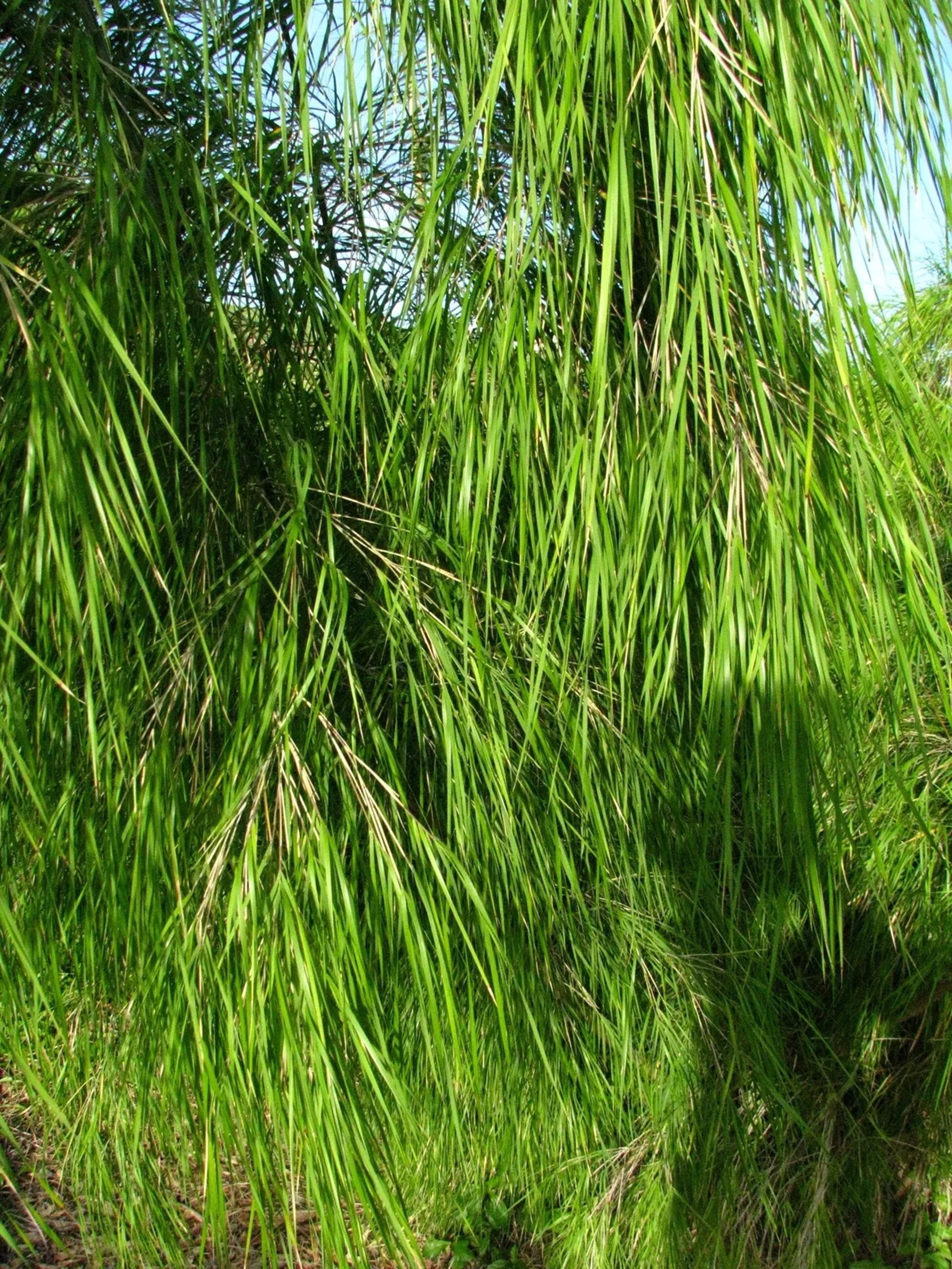 50 Mexican Weeping Bamboo Seeds Privacy Plant Garden Shade Exotic ...