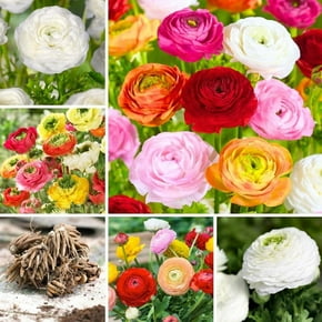 Peony Bulbs in Plant Bulbs - Walmart.com