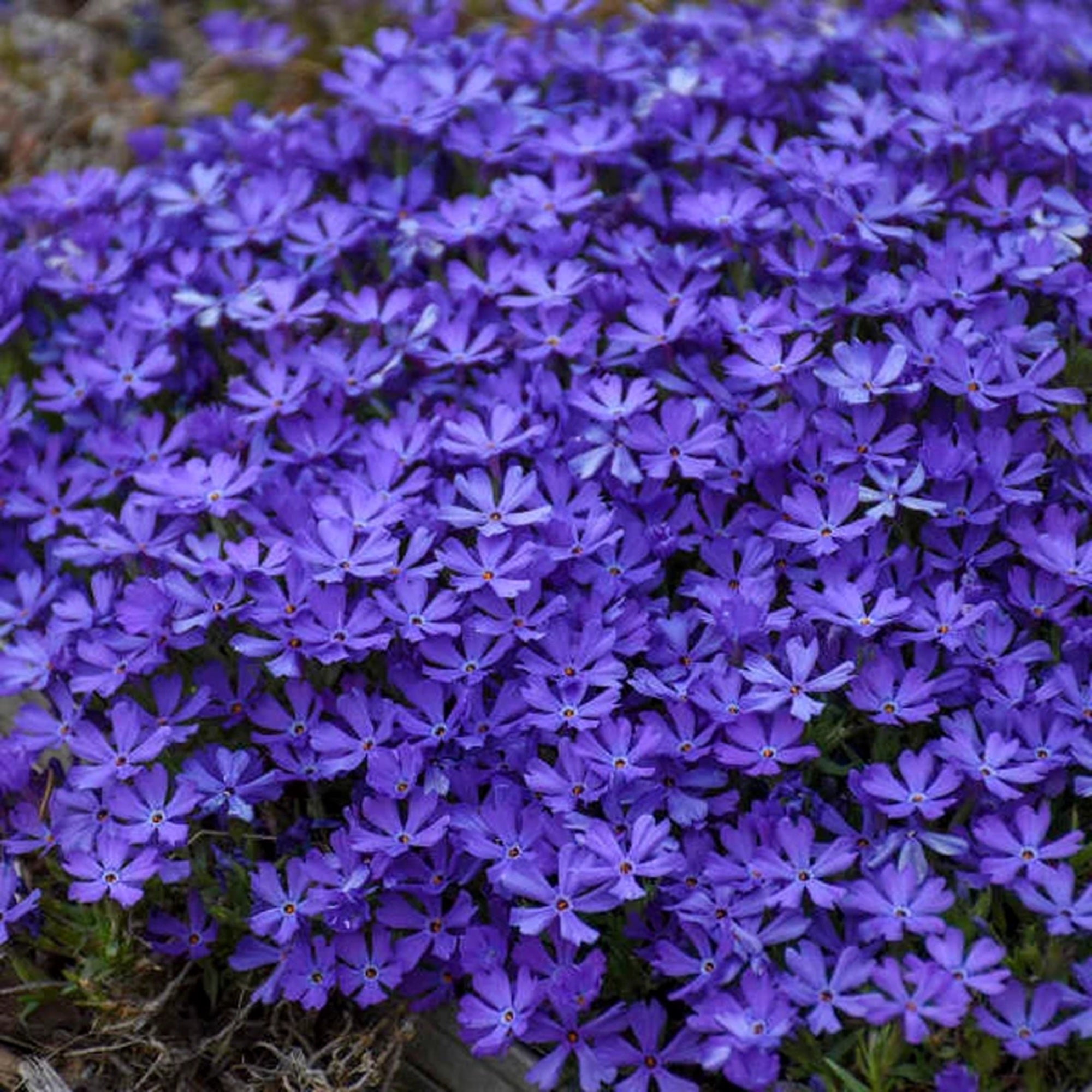 50 Violet Pinwheel Phlox Seeds – Perennial Butterfly Flower Garden ...