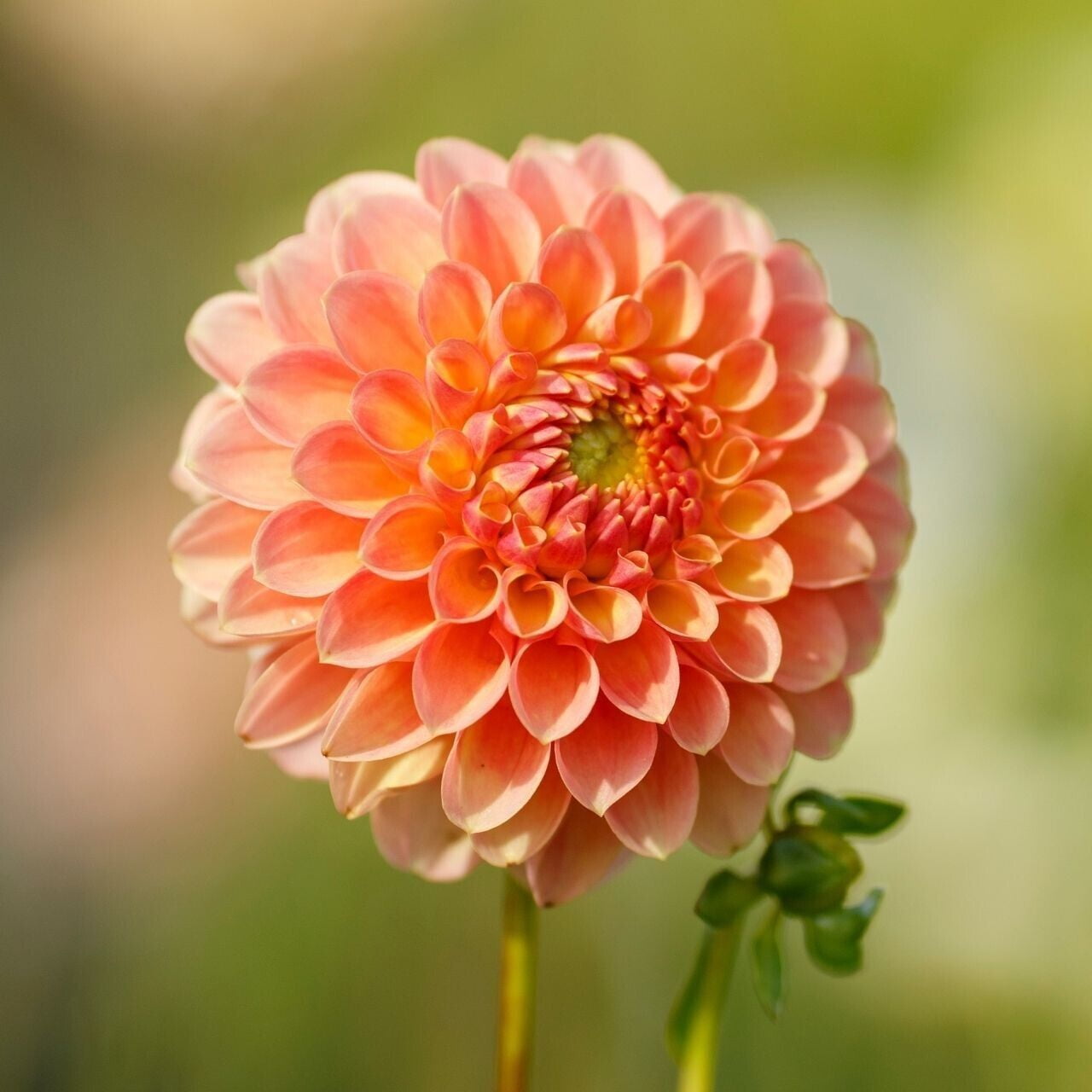 25 Nicky Dahlia Seeds Flower Perennial Flowers Seed Flowering Bloom ...
