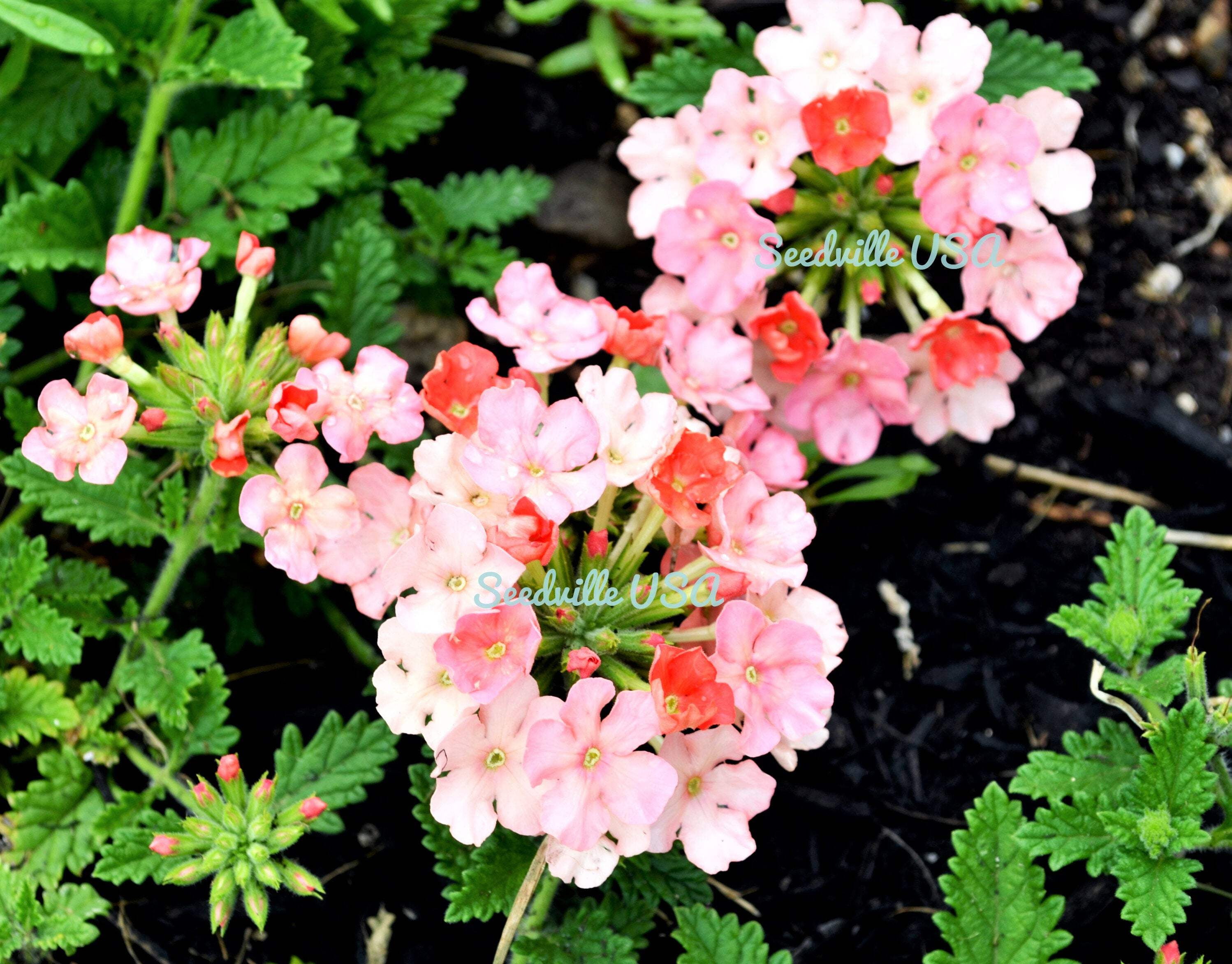 25 ORGANIC Florist PEACH VERBENA Grandiflora Fragrant Groundcover Pink ...