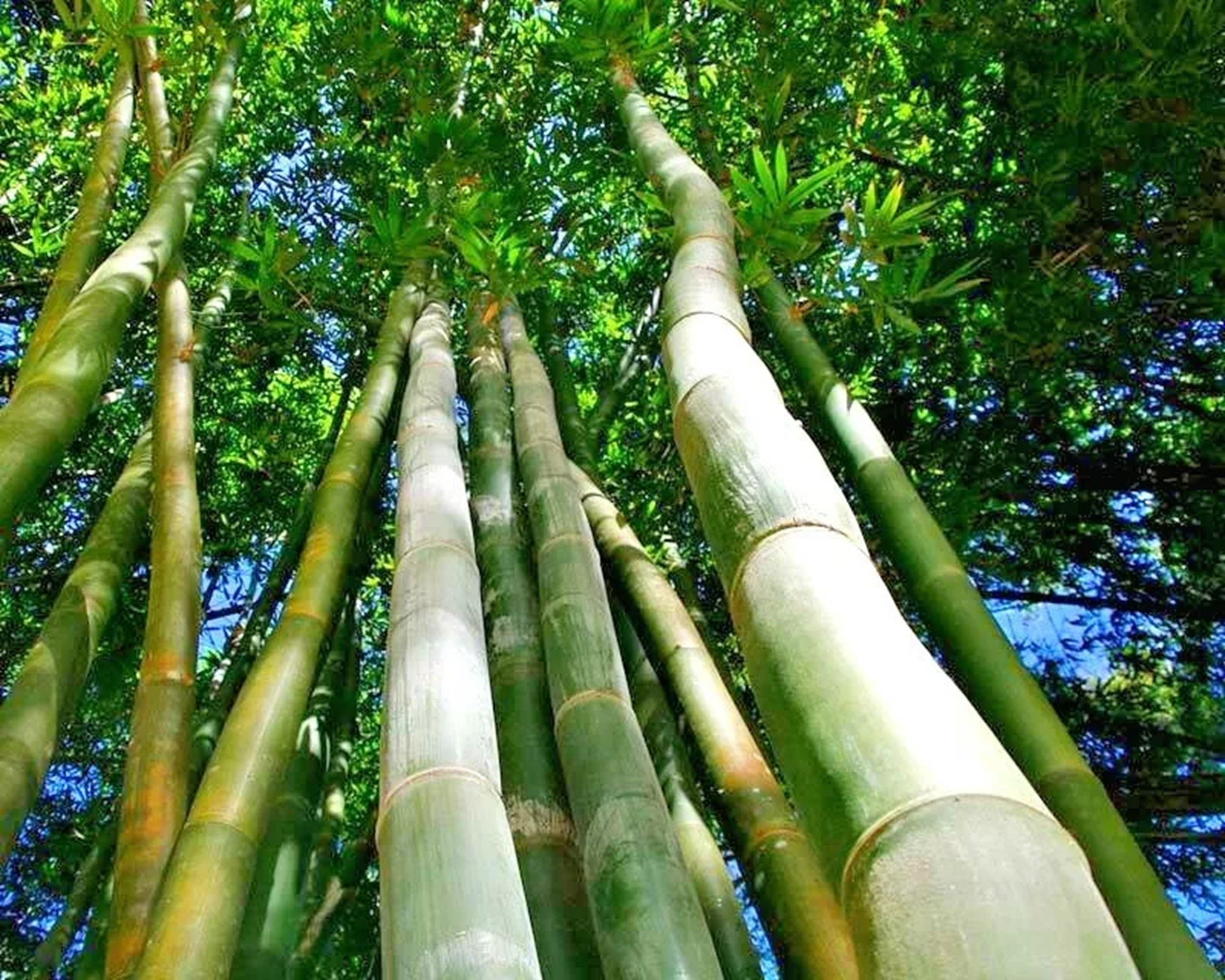 50 Oldham’s Giant Bamboo Seeds – Fast-Growing Privacy Plant for Shade ...