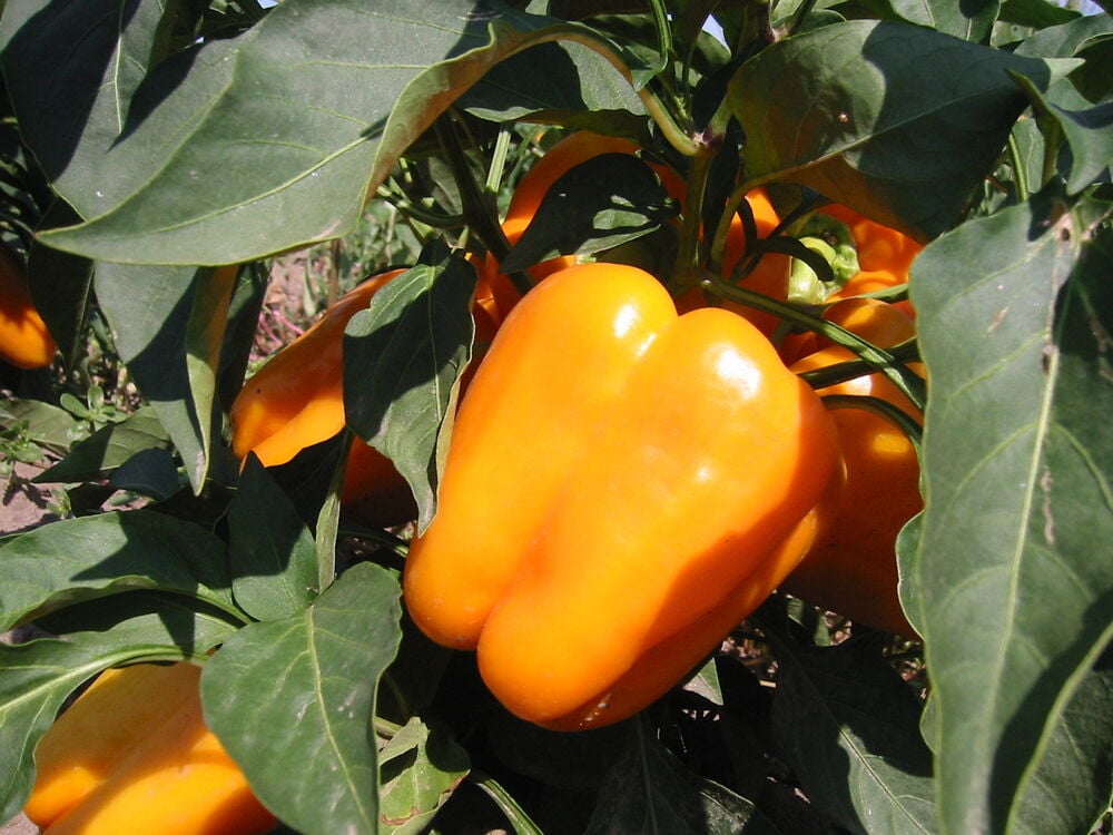 25 Orange Bell Pepper Seeds Grow Your Own Beautiful Peppers Chile ...