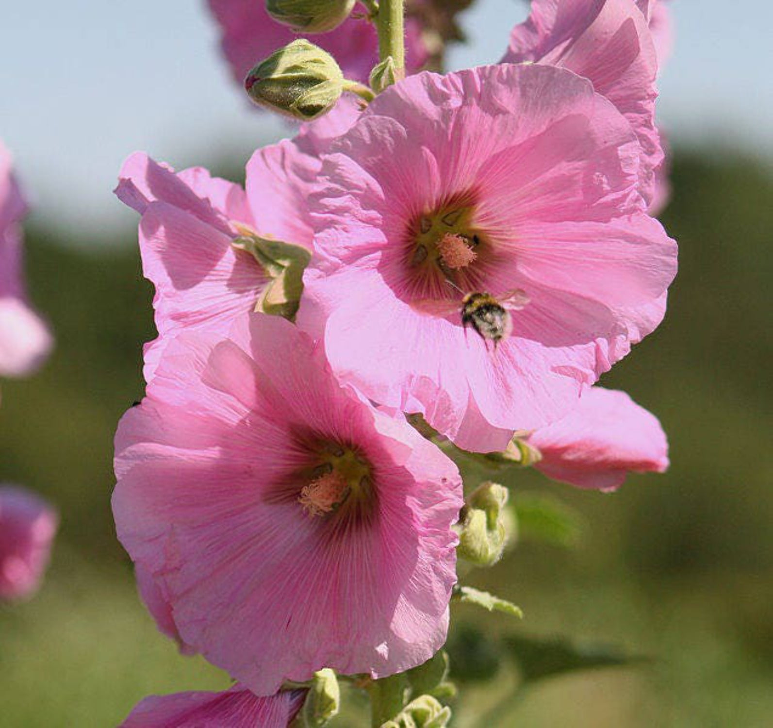 25 PALE PINK HOLLYHOCK Light Alcea Rosea Flower Seeds Perennial ...