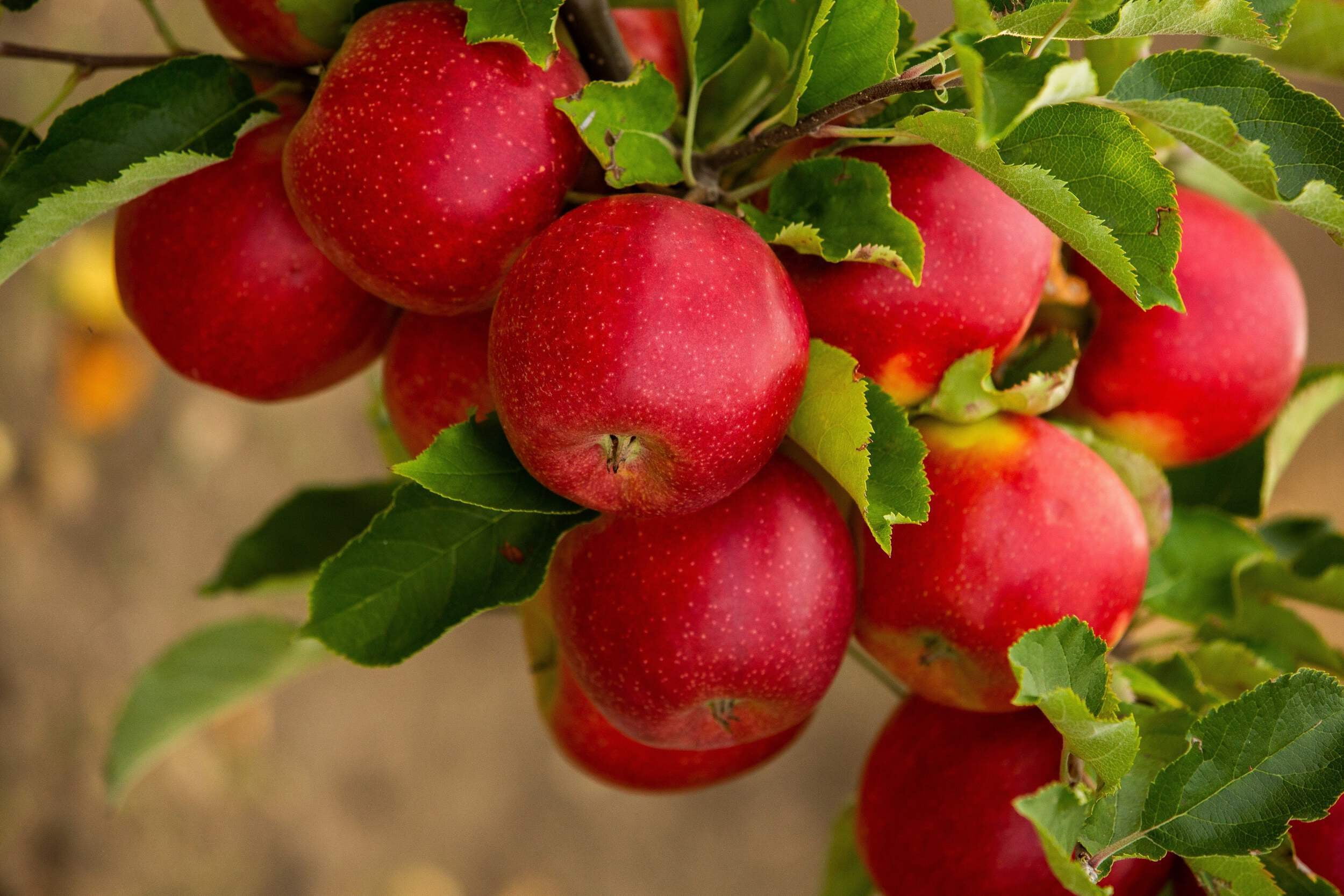 25 PARADISE APPLE Red Delicious Common Malus Pumila Domestica Fruit ...
