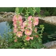 25 PEACH HOLLYHOCK Alcea Rosea Flower Seeds Perennial - Walmart.com