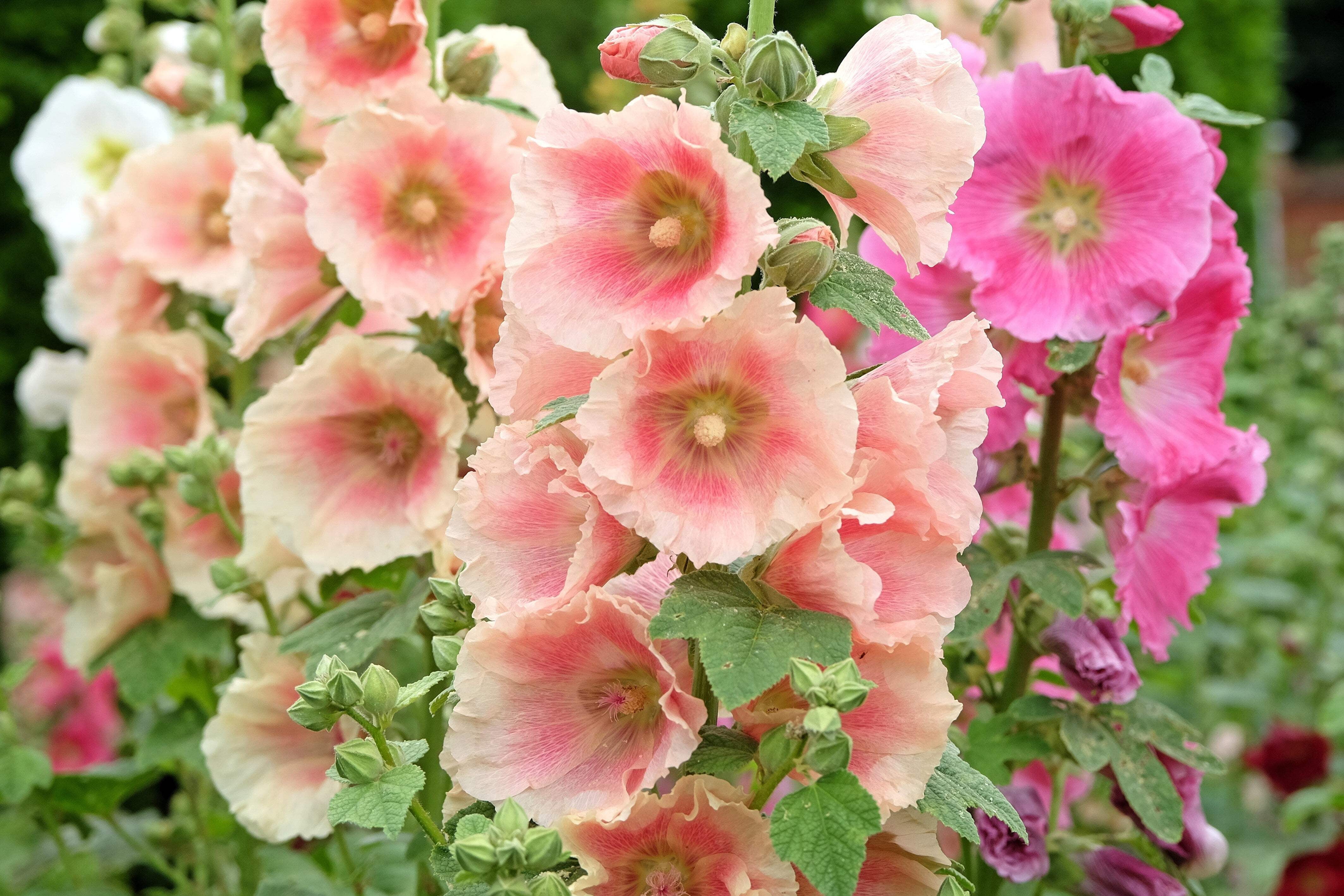 25 PEACH HOLLYHOCK Alcea Rosea Flower Seeds Perennial - Walmart.com