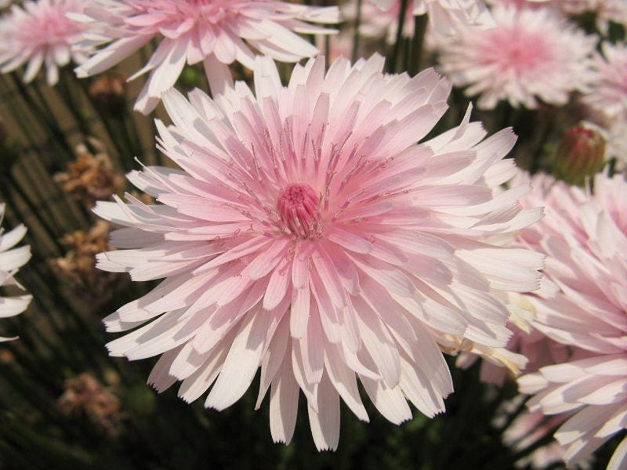 Seedville USA, 25 Pink Hawksbeard Crepis Rubra Seeds, Two-Tone Double ...