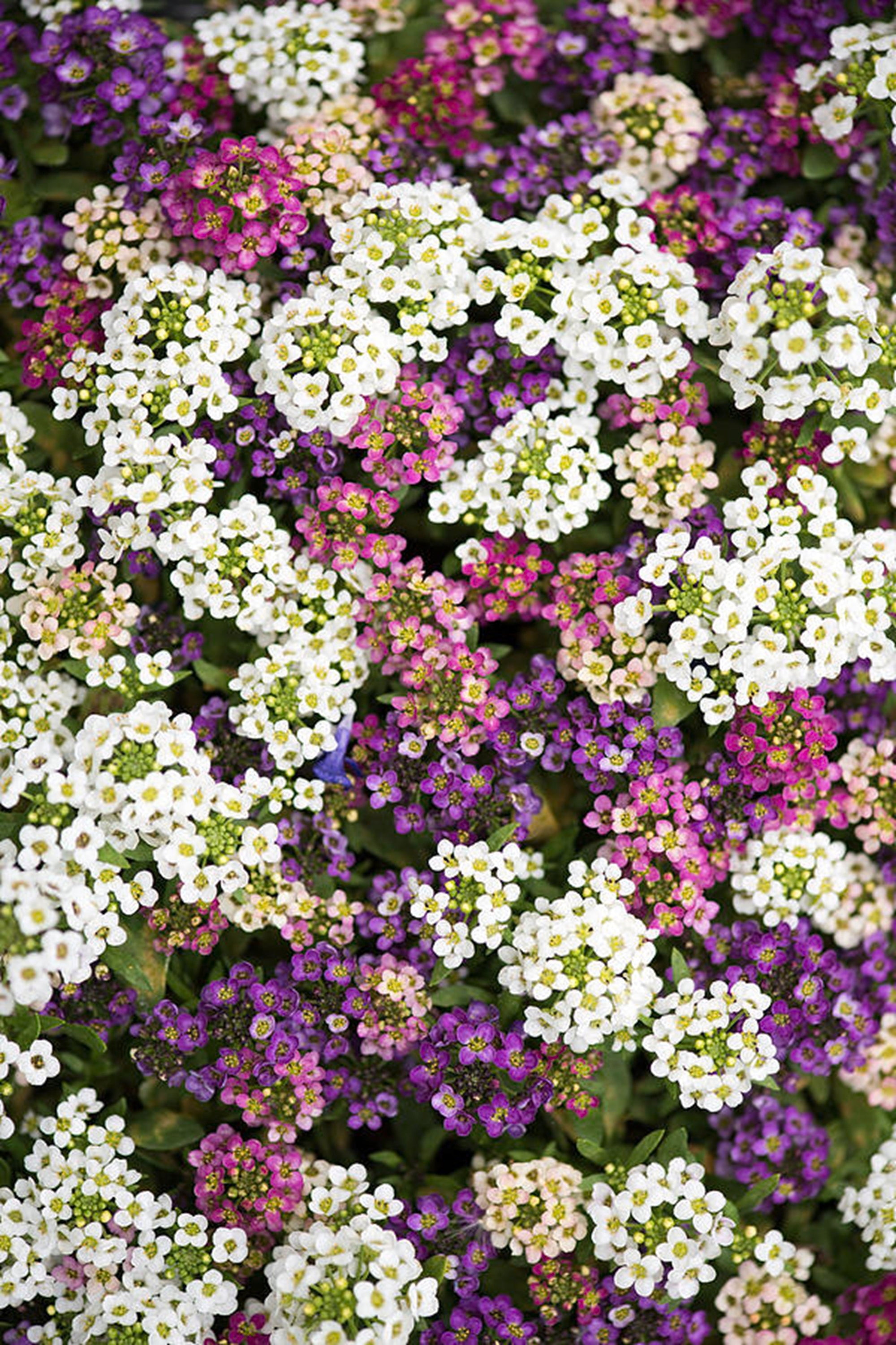 Green River Seeds 25 Sweet Alyssum Pastel Mix Seeds - Tiny Colorful ...