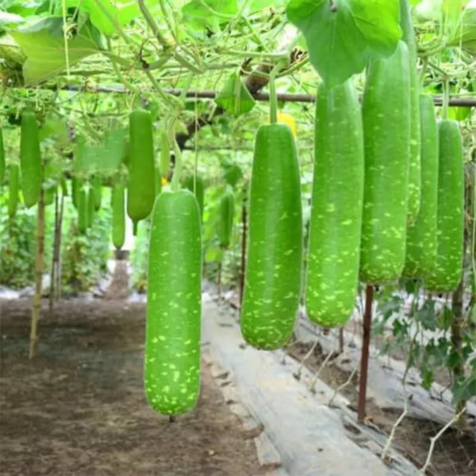 25 Pcs Indian Long Bottle Gourd MVR1 Seeds for Planting, Non-GMO ...