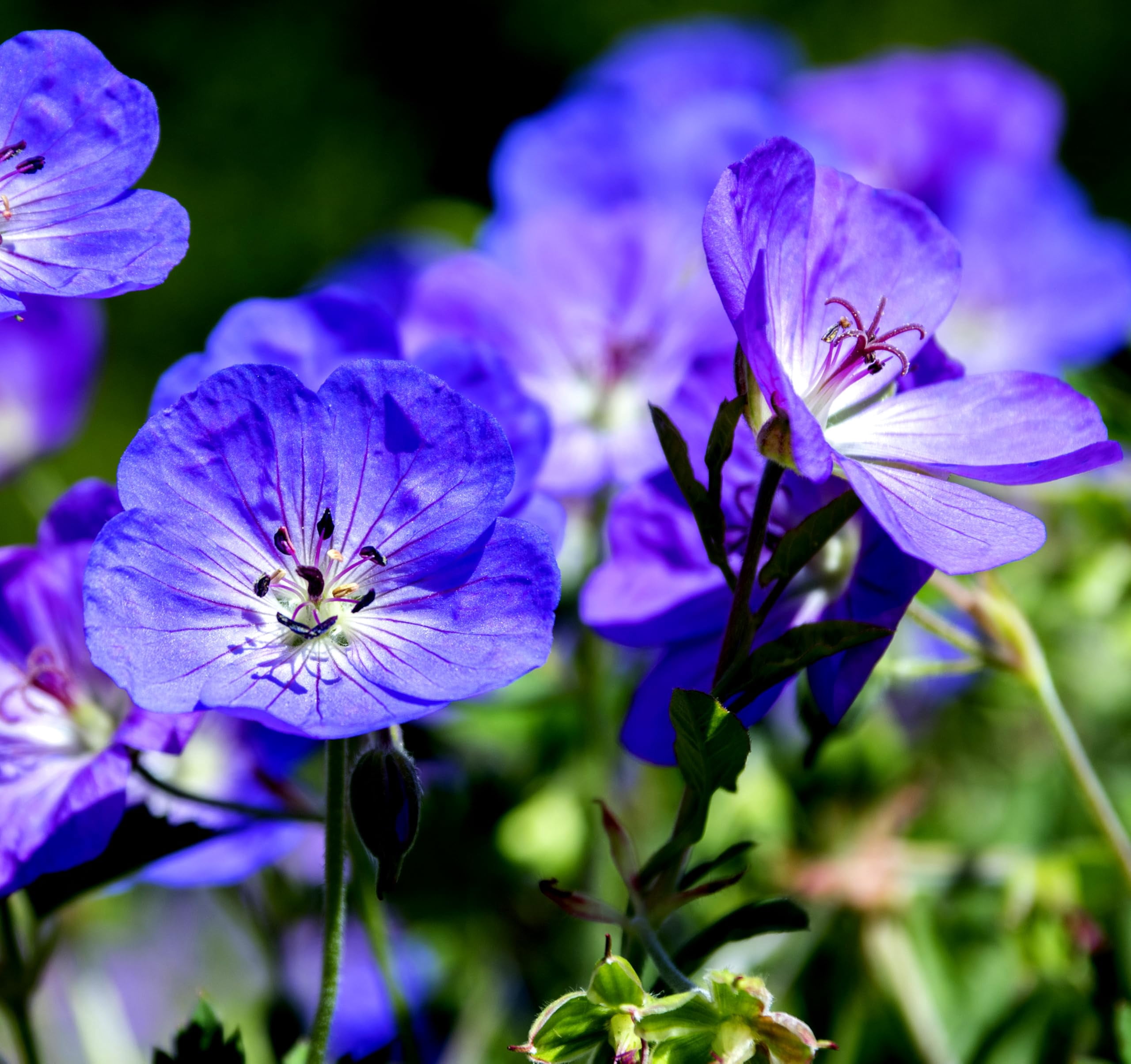 25 Pcs Purple Geranium Seeds - BSL1 Large Perennial Heirloom Non-GMO ...