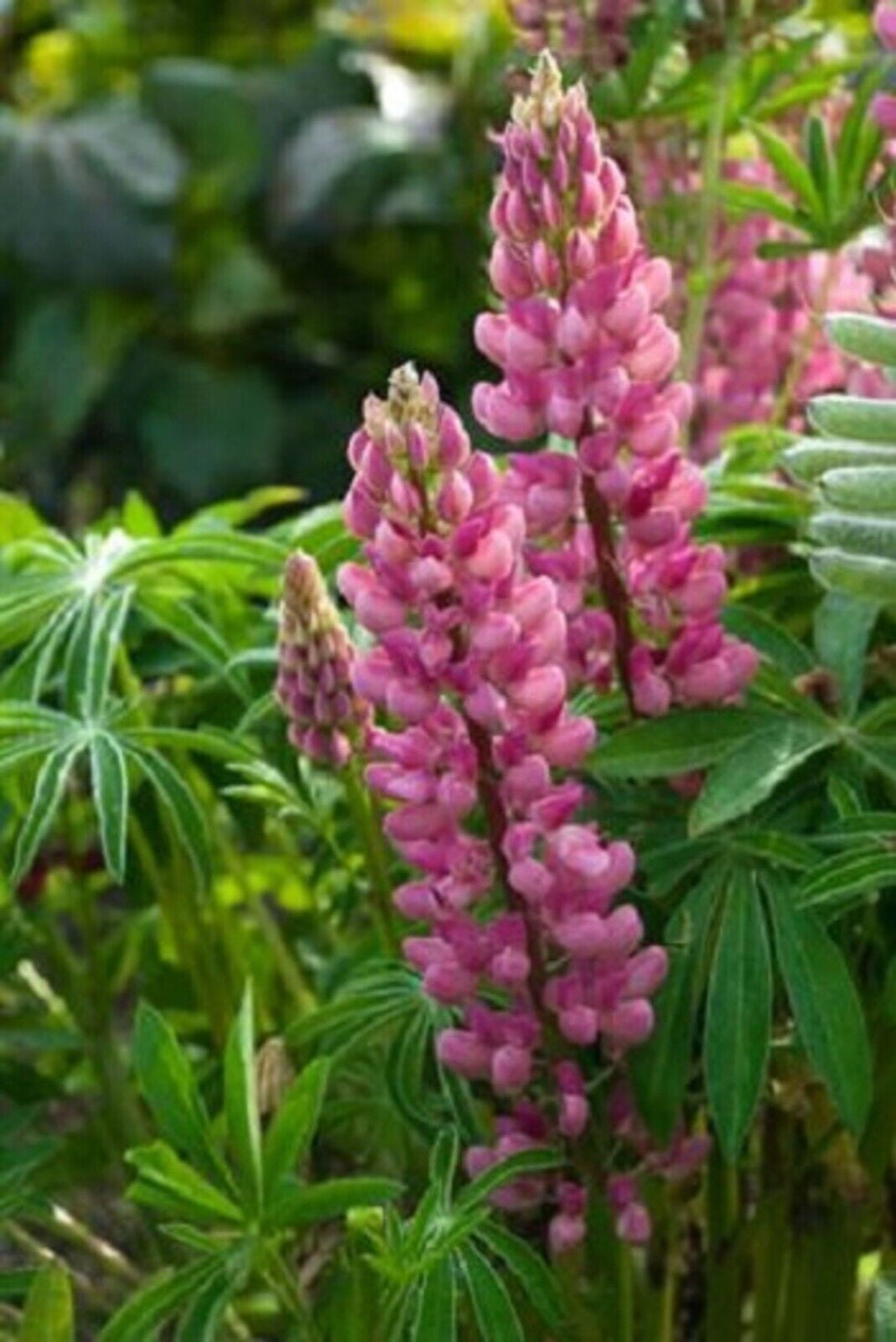 25 Popsicle Pink Lupine Seeds Flower Perennial Flowers Hardy Seed 1019 ...