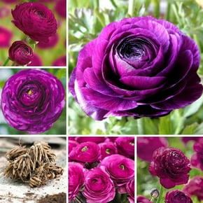 Peony Bulbs in Plant Bulbs - Walmart.com