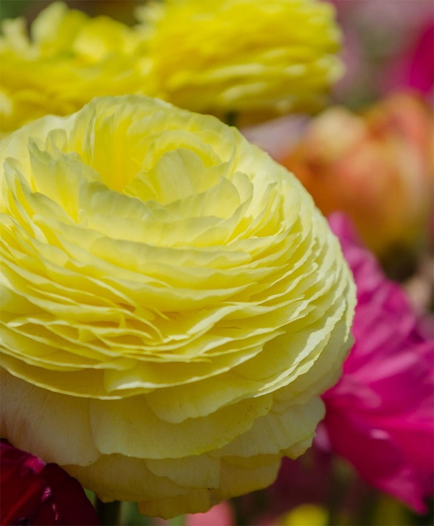 25 Mixed Colors Ranunculus Yellow Shades Flower Bulbs, Jumbo Size, 10 ...