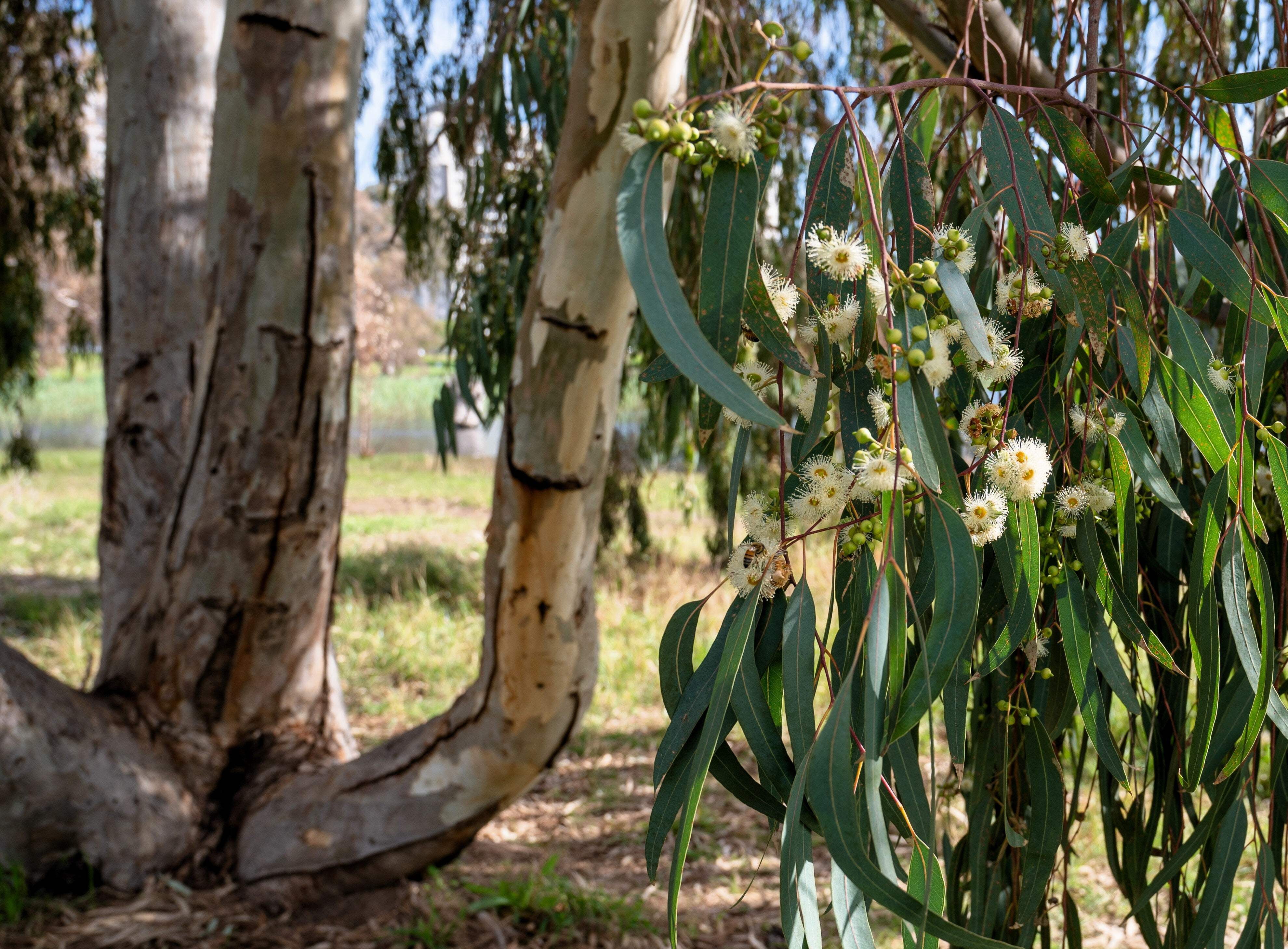 25 RED FOREST GUM Tree Eucalyptus Tereticornis Blue Grey Mountain ...