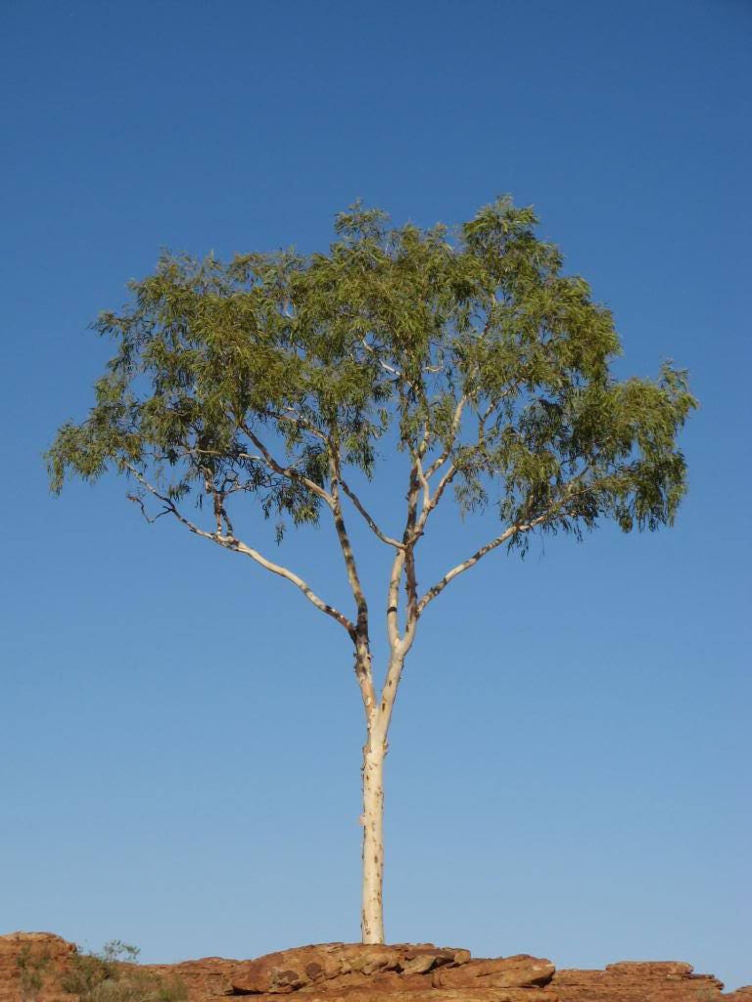 25 RED FOREST GUM Tree Eucalyptus Tereticornis Blue Grey Mountain ...
