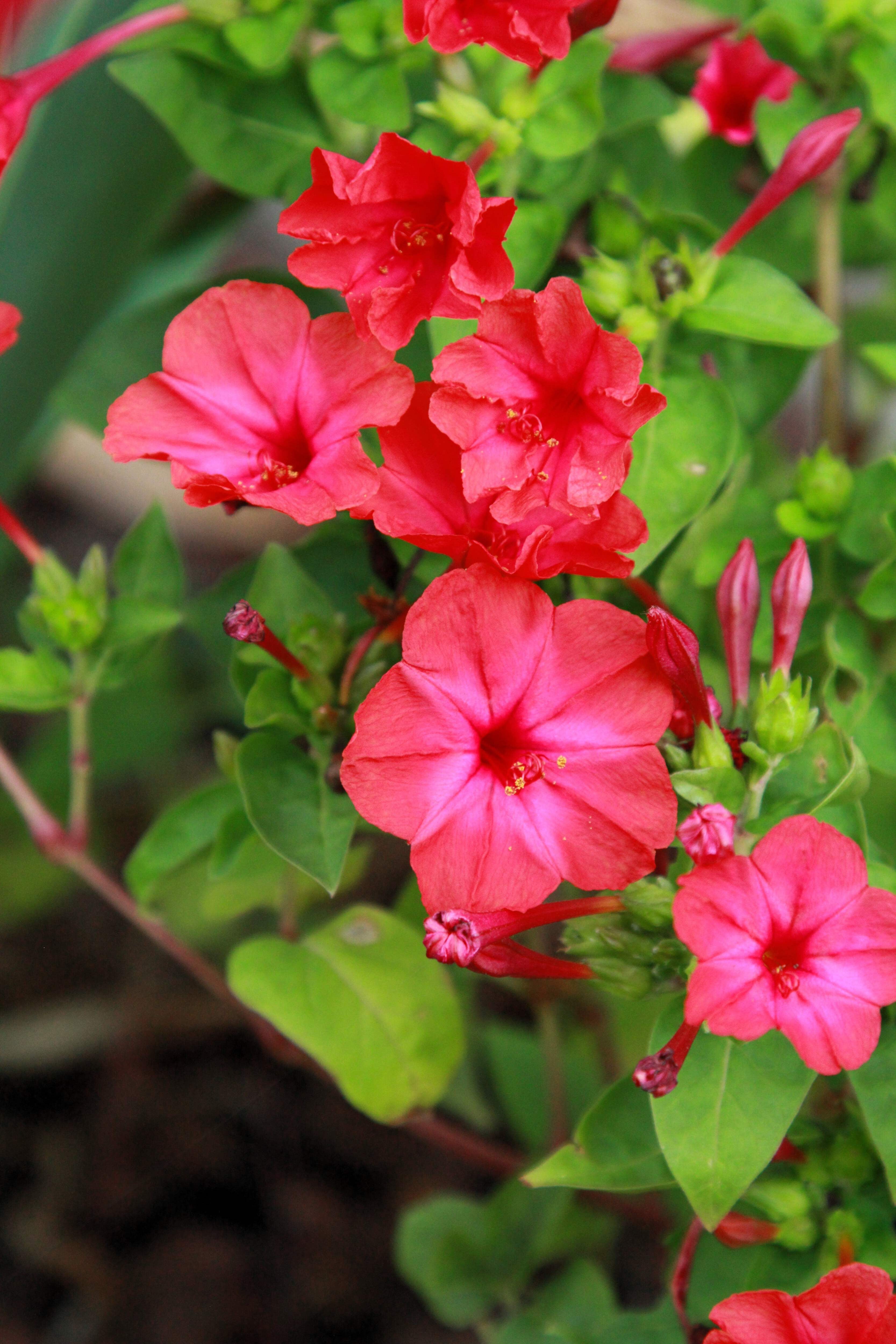 25 RED FOUR O'CLOCK Marvel of Peru Mirabilis Jalapa Flower Seeds ...