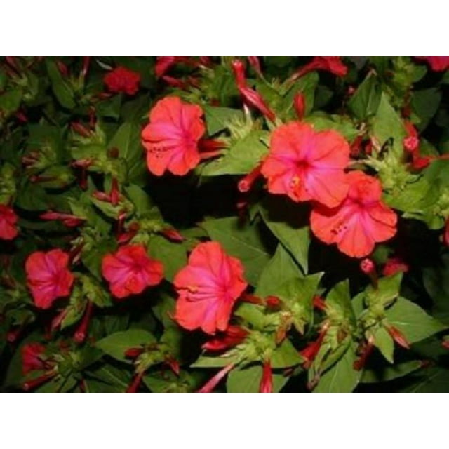25 RED FOUR O'CLOCK Marvel of Peru Mirabilis Jalapa Flower Seeds ...