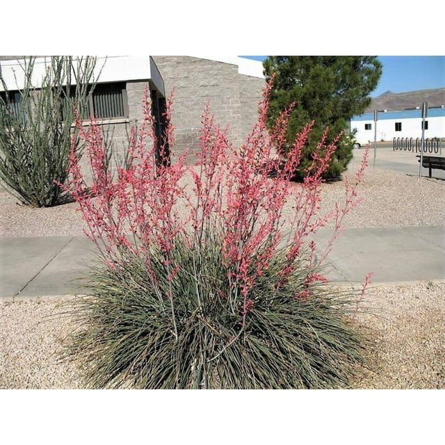 25 RED YUCCA Hesperaloe Parviflora aka Hummingbird, Coral, & Texas ...