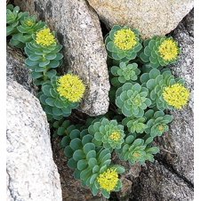 same day flower delivery