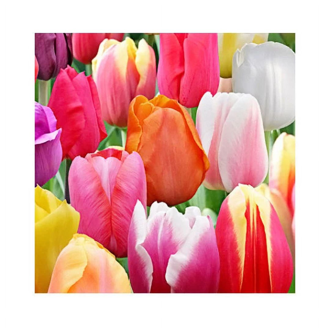 Daylily Nursery Triumph Tulip Bulbs, Mixed Rainbow Colors, 25-Pack ...