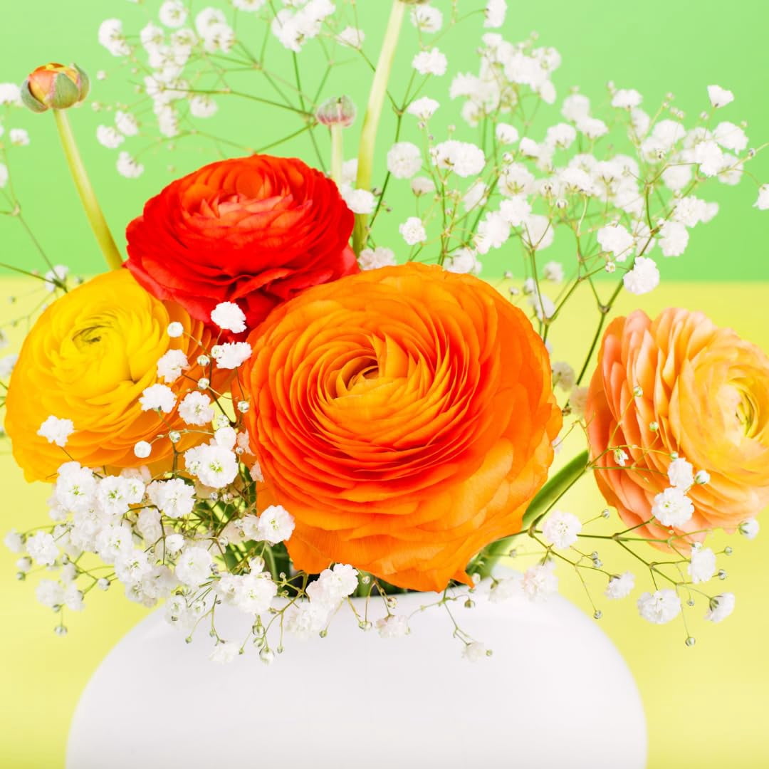25 Ranunculus Bulbs for Spring Planting, Perennial Flowers Bulbs for ...