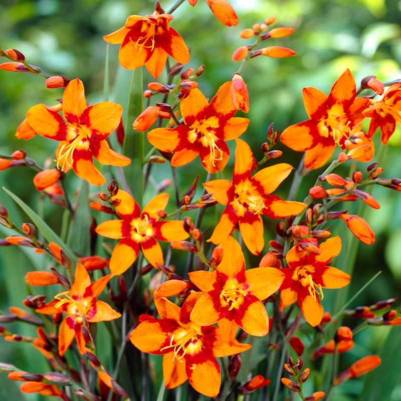 25 Rare Crocosmia Flowers Bulbs Crocosmia Corms, Summer Flowers Bulbs ...