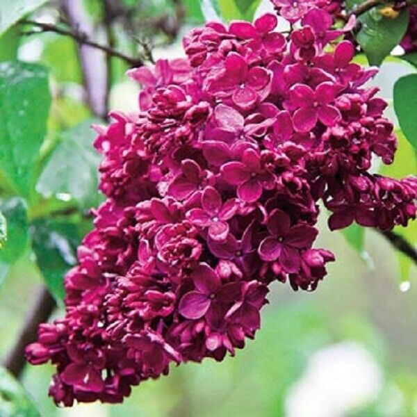 25 Red French Lilac Seeds Tree Flowers Seed Bloom Perennial Flower 356 ...