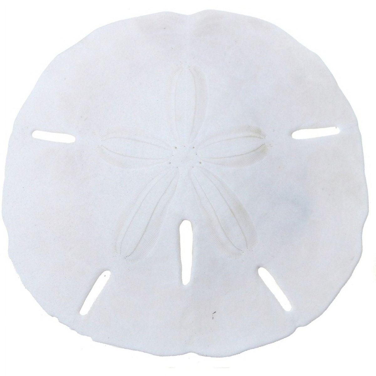 25 Round Sand Dollars Real Natural Small Decorative Bulk 1.5-2" (Set of ...
