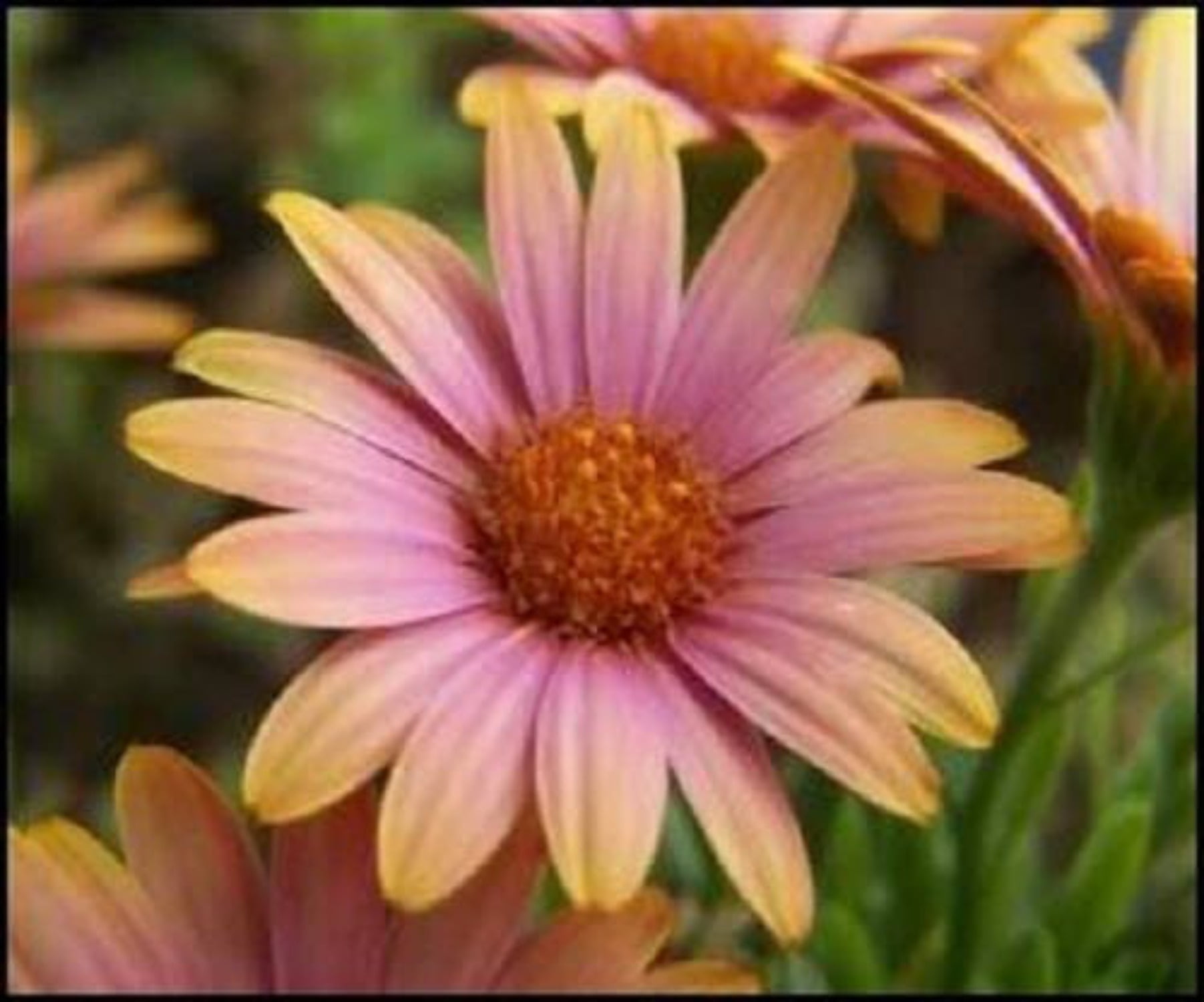 25 SALMON AFRICAN DAISY Dimorphotheca Sinuata Apricot Flower Seeds ...