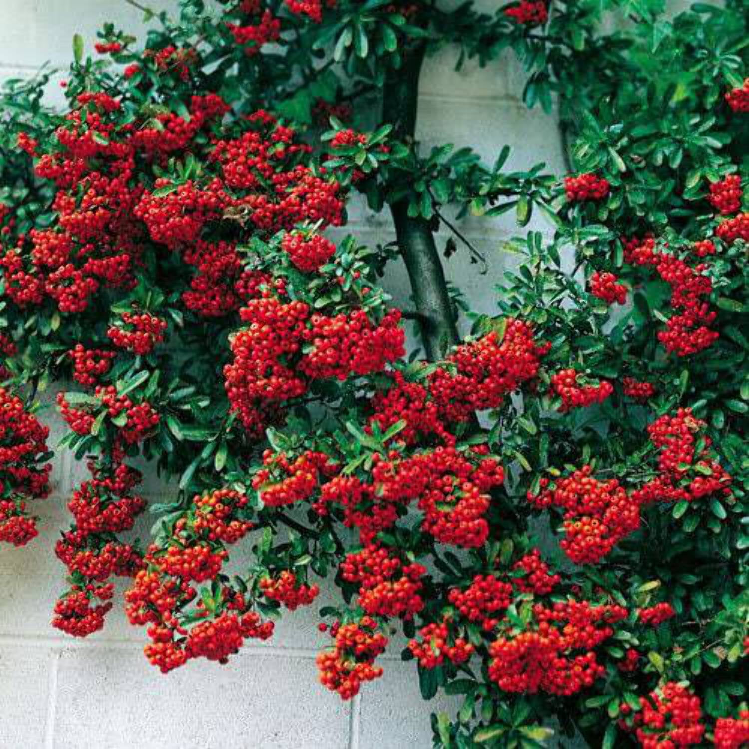 25 SCARLET FIRETHORN Pyracantha Coccinea Bush Shrub Flower Seeds ...