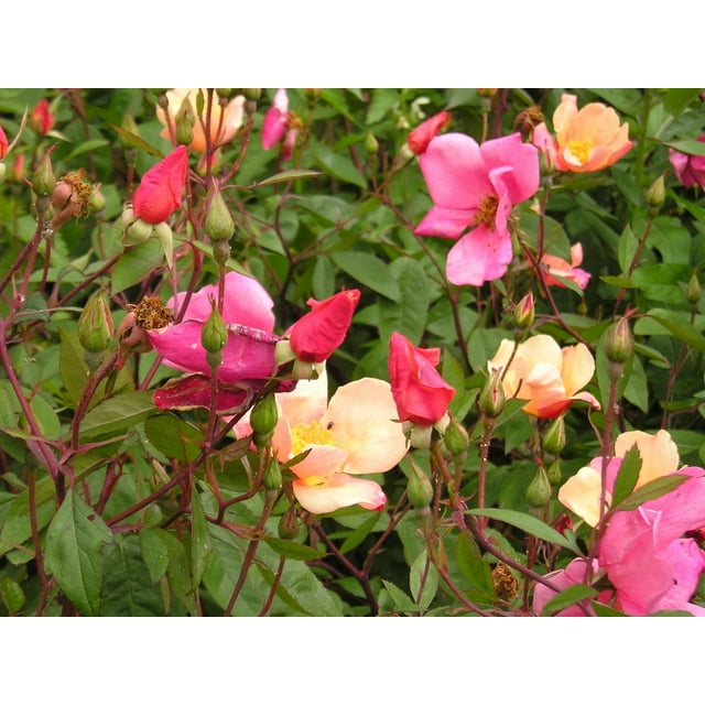 25 * SEEDS * Mixed Colors ANGEL WINGS Miniature ROSE Bush Mix Rosa ...