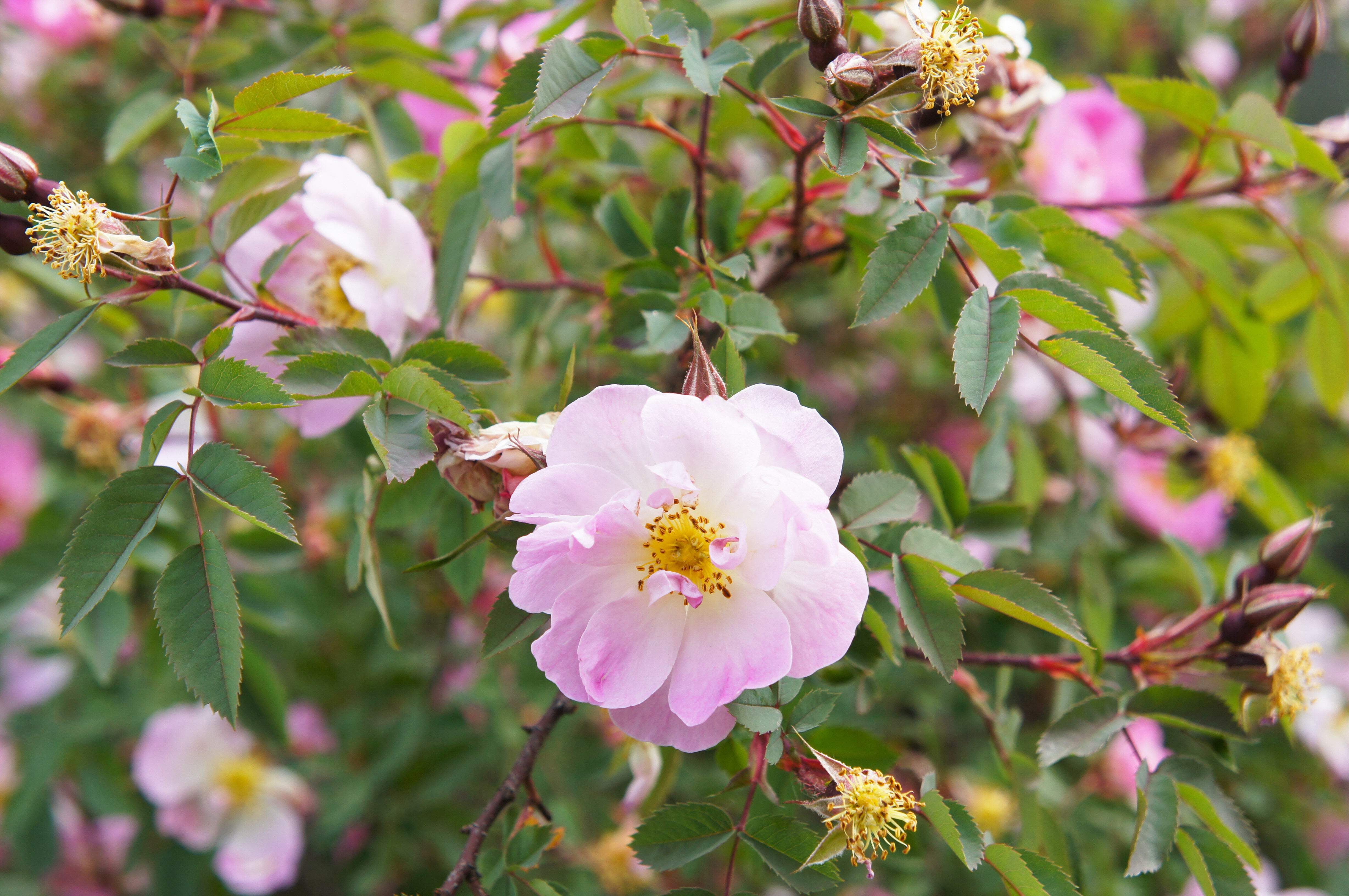 25 * SEEDS * PINK SWAMP ROSE Rosa Palustris Flower Shrub Bush ( Average ...