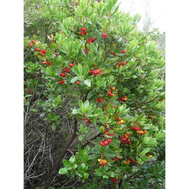 25 Seeds STRAWBERRY TREE Edible Red Berry Tree Arbutus Unedo Seeds ...