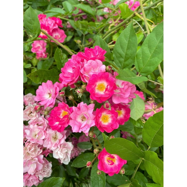 25 SWEET BRIAR ROSE Multiple Shades of Pink Eglantine Rose Rosa ...