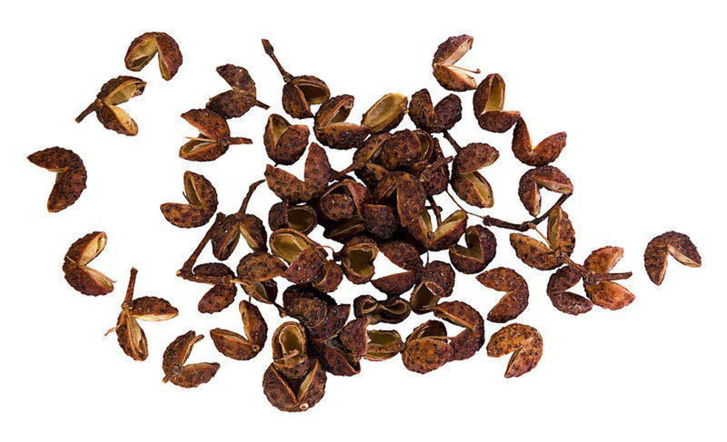25 Seeds SZECHUAN PEPPER Peppercorn Sichuan Szechwan Zanthoxylum ...