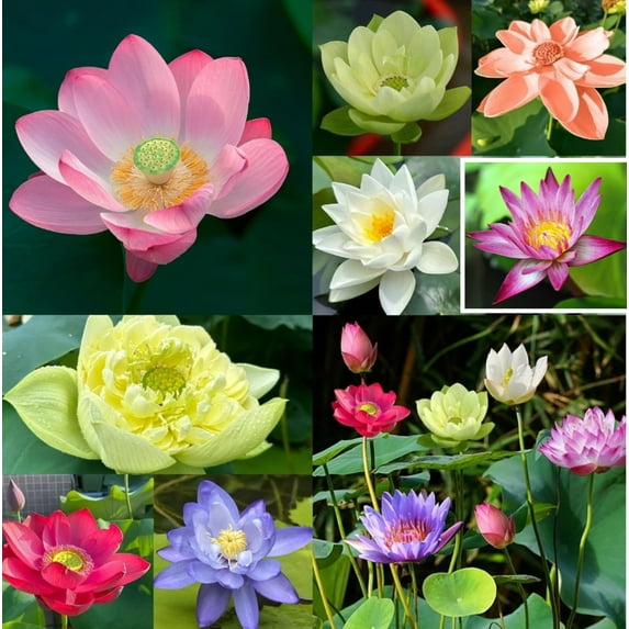 25 Sacred Lotus Flower Seeds Nelumbo Nucifera Edible Aquatic Water Lily ...