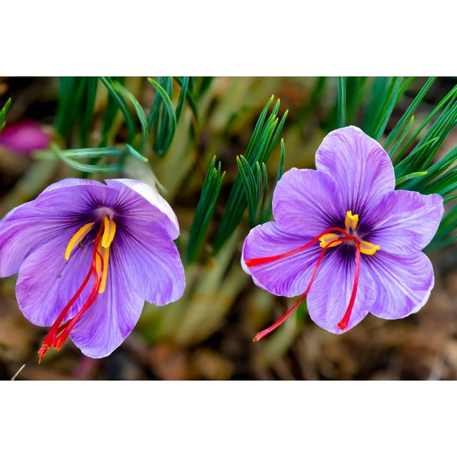 25 Saffron Crocus Bulbs for Planting - Crocus Sativus Bulbs - Walmart.com