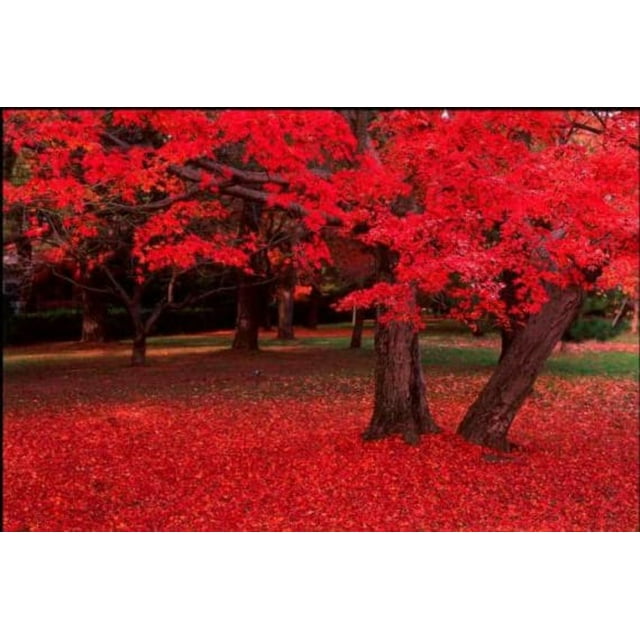 25 Scarlet CAROLINA RED MAPLE Tree Acer Rubrum Seeds - Walmart.com