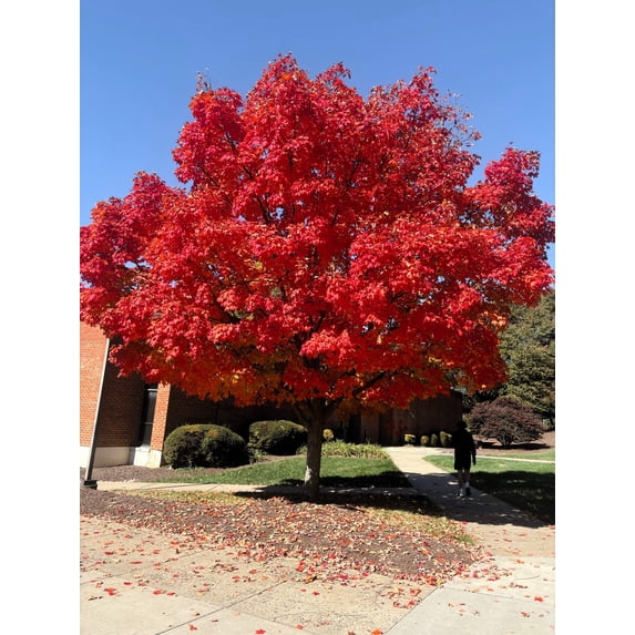 25 Scarlet Carolina Red Maple Tree Acer Rubrum Seeds Etsy