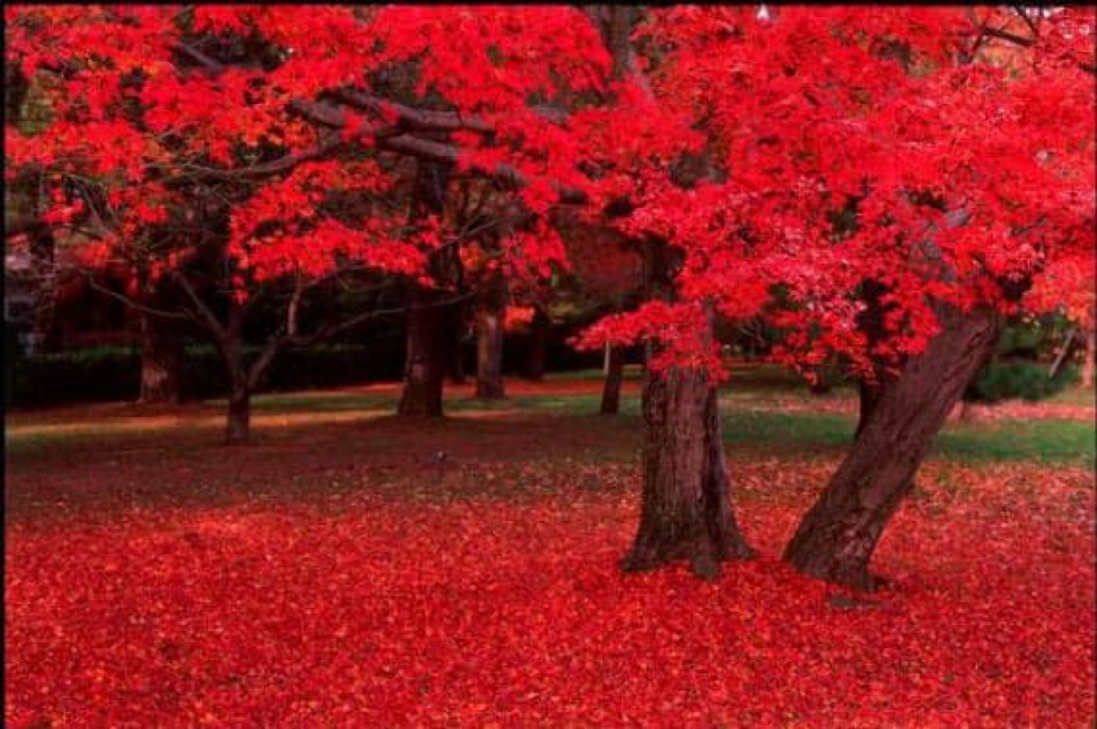25 Scarlet CAROLINA RED MAPLE Tree Acer Rubrum Seeds - Walmart.com