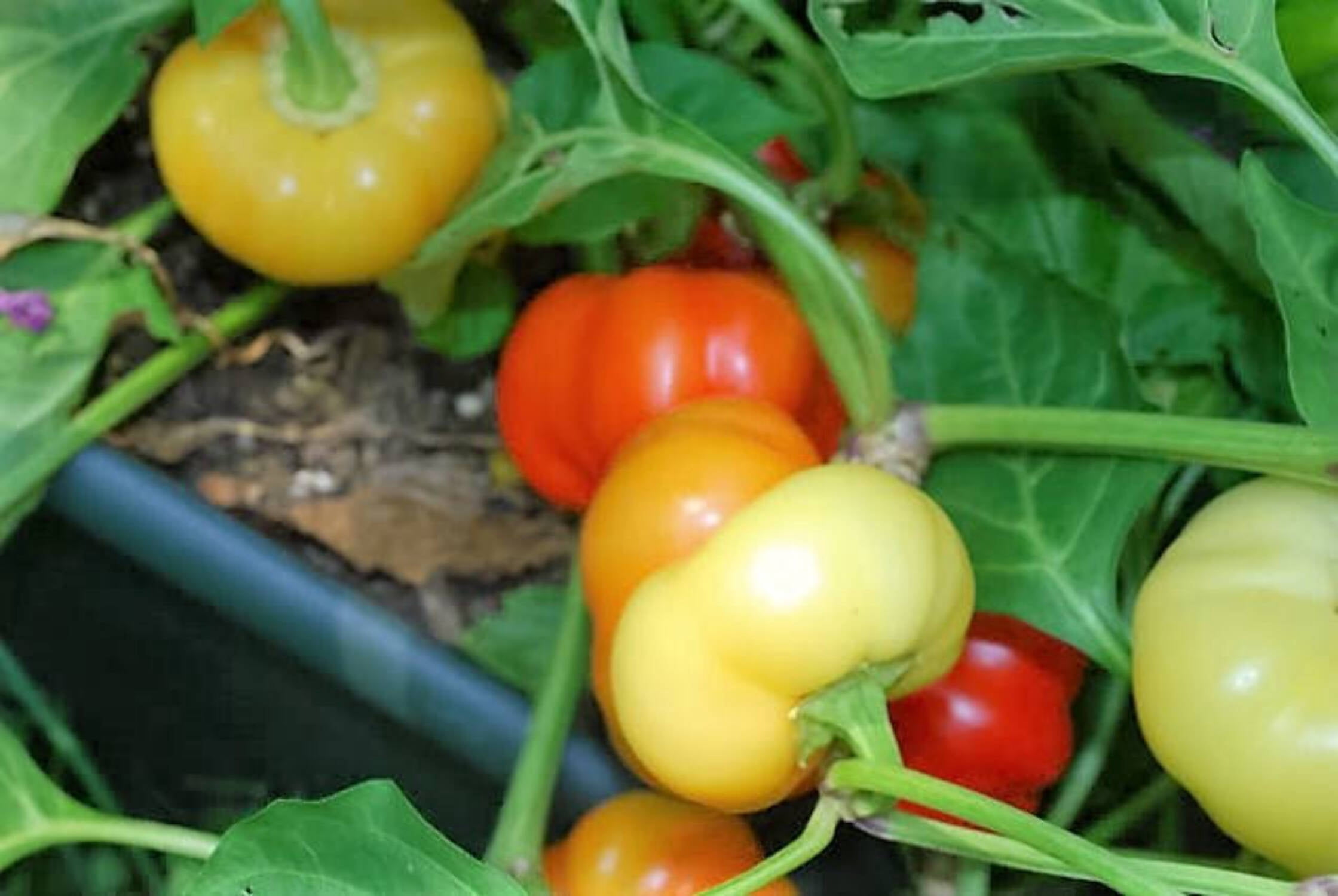 25 Seeds - ALMA PAPRIKA PEPPER White Orange Red Hungarian Cherry ...
