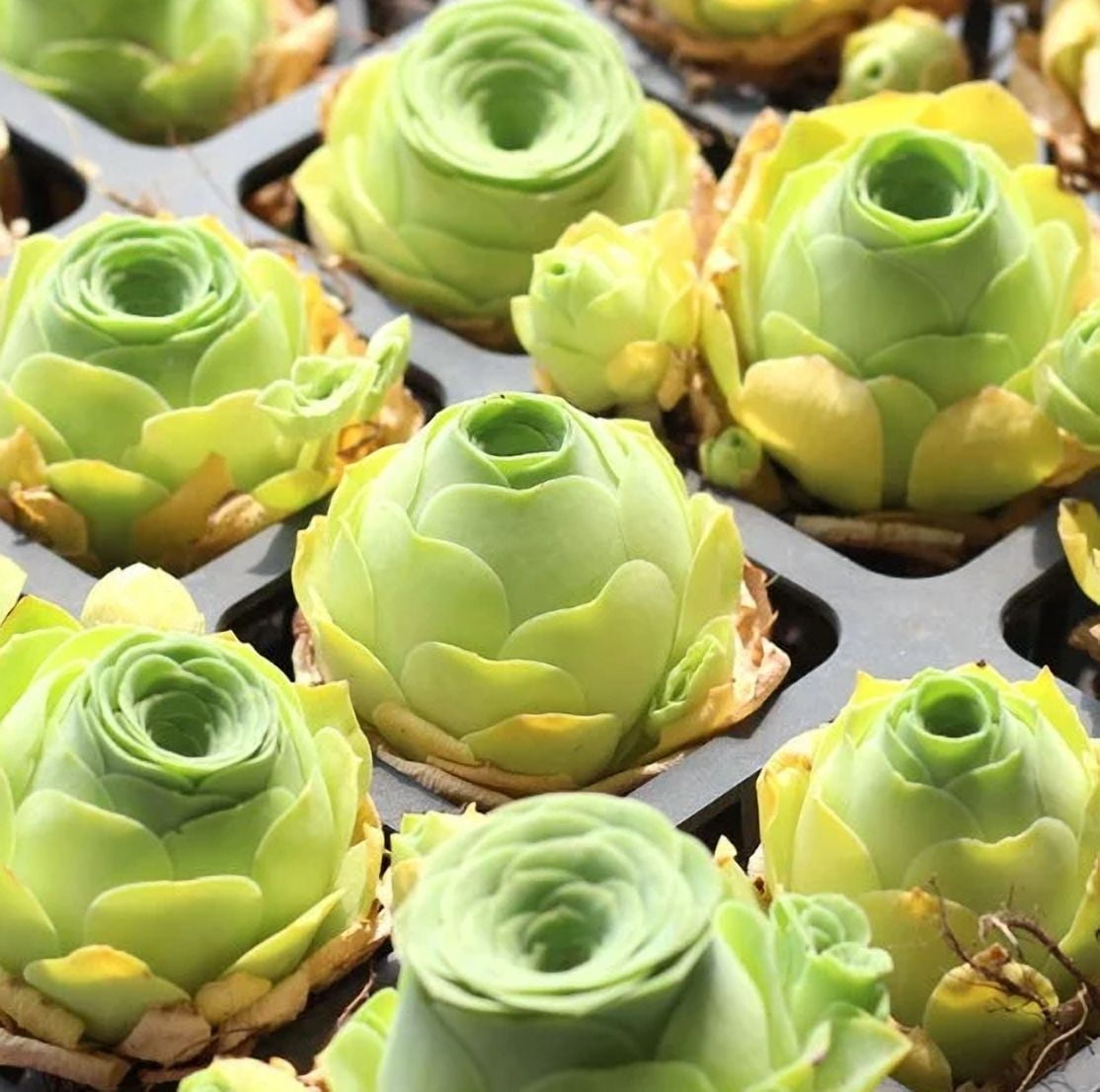 25 Seeds Aeonium Greenovia Aurea Mountain for Planting, Rare Succulent ...
