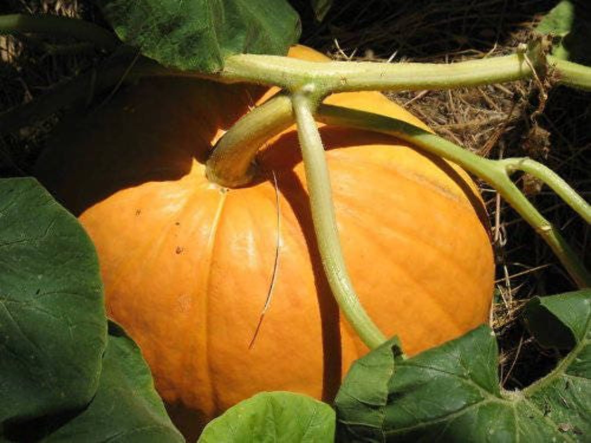 25 Seeds BIG MAX PUMPKIN Cucurbita Maxima Vegetable Seeds (Grow 100 ...