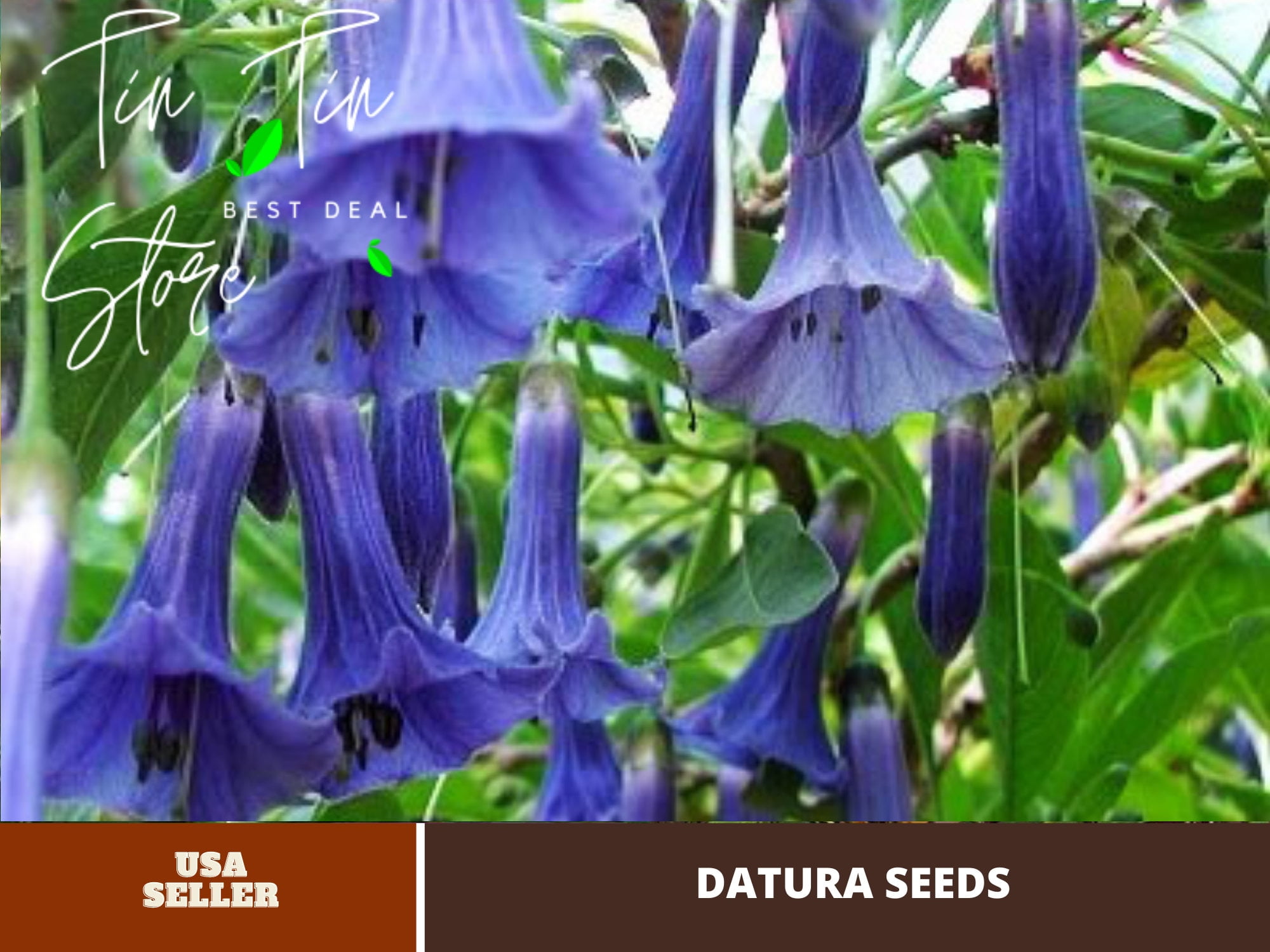 PEMDASGARDEN 25+ Blue Angel Trumpet (Datura) Flower Plant Seeds ...