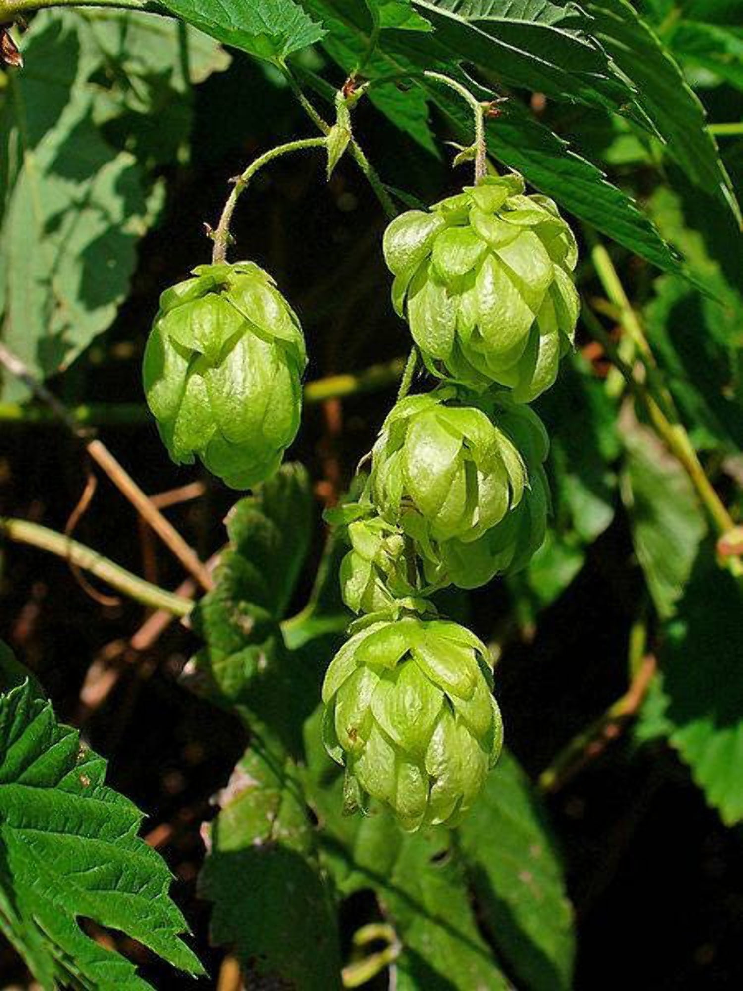 25 Seeds COMMON HOPS European Humulus Lupulus Vine Seeds Beer Making ...